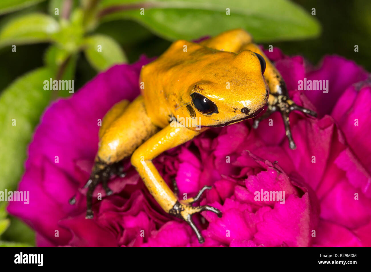 Golden frog phyllobates terribilis immagini e fotografie stock ad alta ...