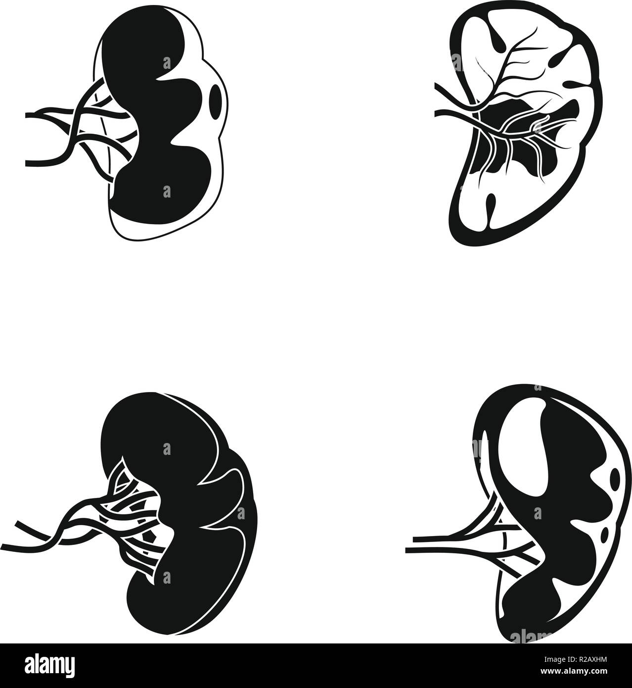Anatomia della milza Immagini Vettoriali Stock - Alamy