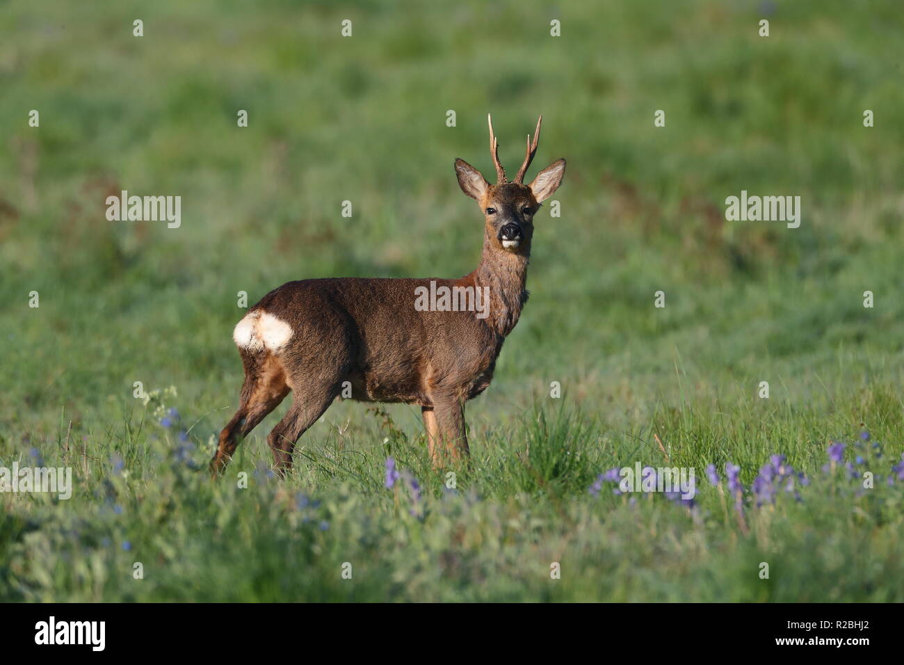 Fauna Selvatica Di Capriolo Europeo Immagini e Fotos Stock - Alamy