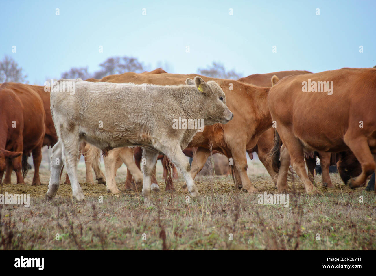 Principessa la mucca immagini e fotografie stock ad alta risoluzione ...