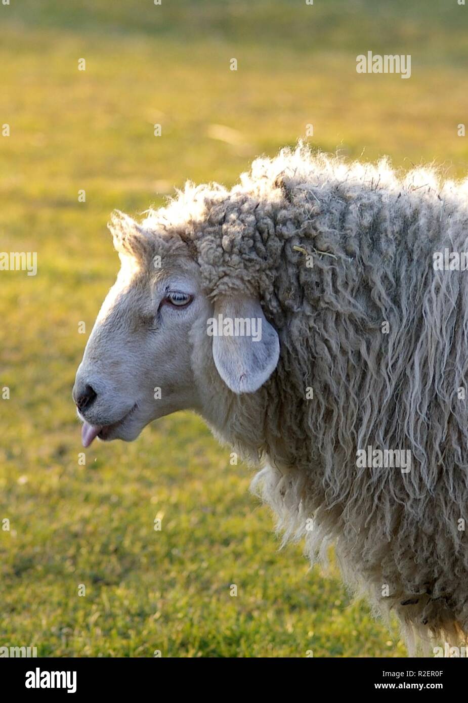 Profilo delle pecore immagini e fotografie stock ad alta risoluzione ...