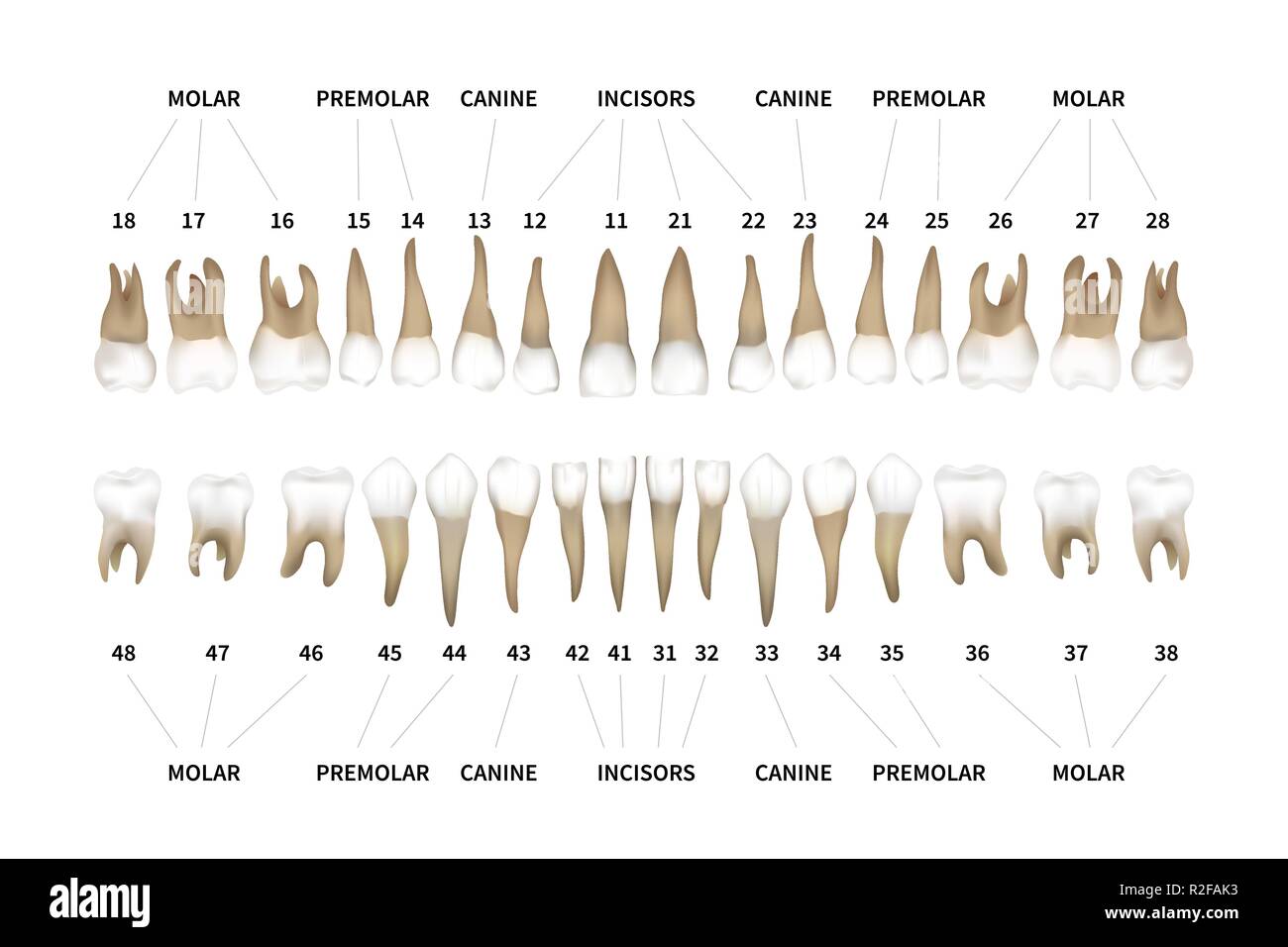 Dentizione umana piena ed infografico grafico con numeri di denti per ...