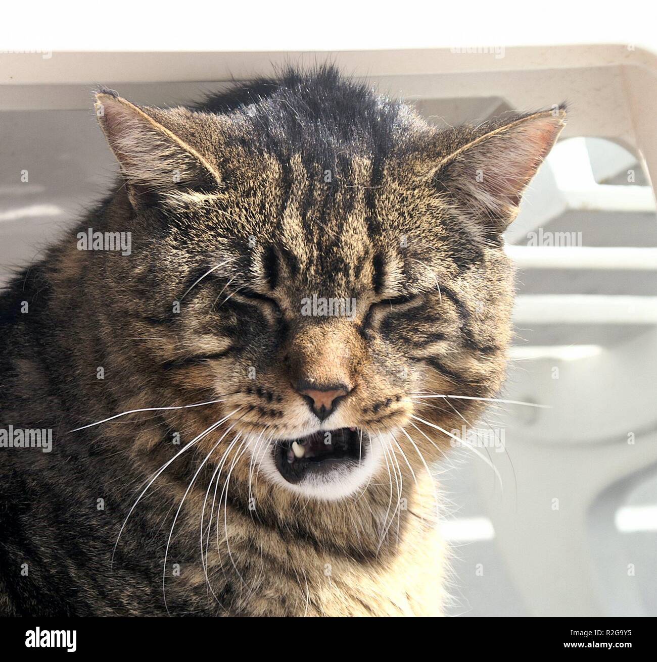 Gatto dei denti immagini e fotografie stock ad alta risoluzione - Alamy