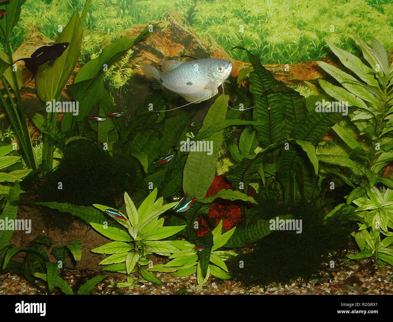 Acquario acquatico tropicale della pianta acquatica immagini e ...