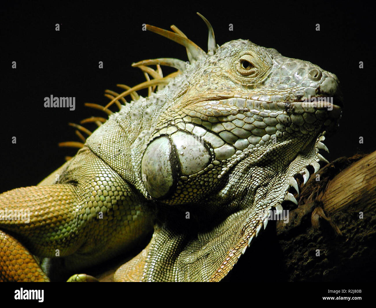 Green iguana terrarium immagini e fotografie stock ad alta risoluzione ...