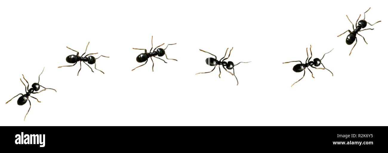 Minuscole formiche nere immagini e fotografie stock ad alta risoluzione ...