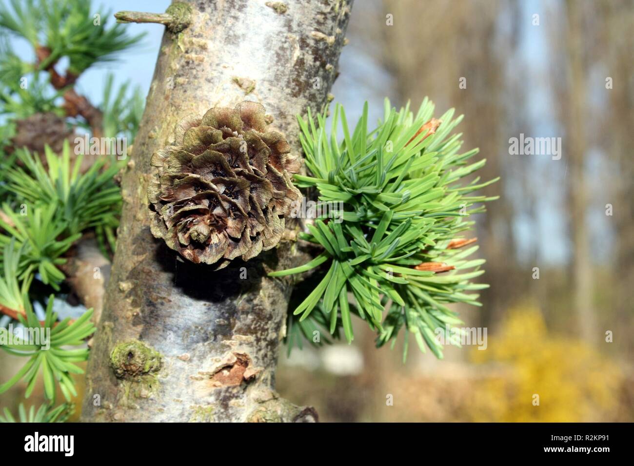 Larice foglia immagini e fotografie stock ad alta risoluzione - Alamy