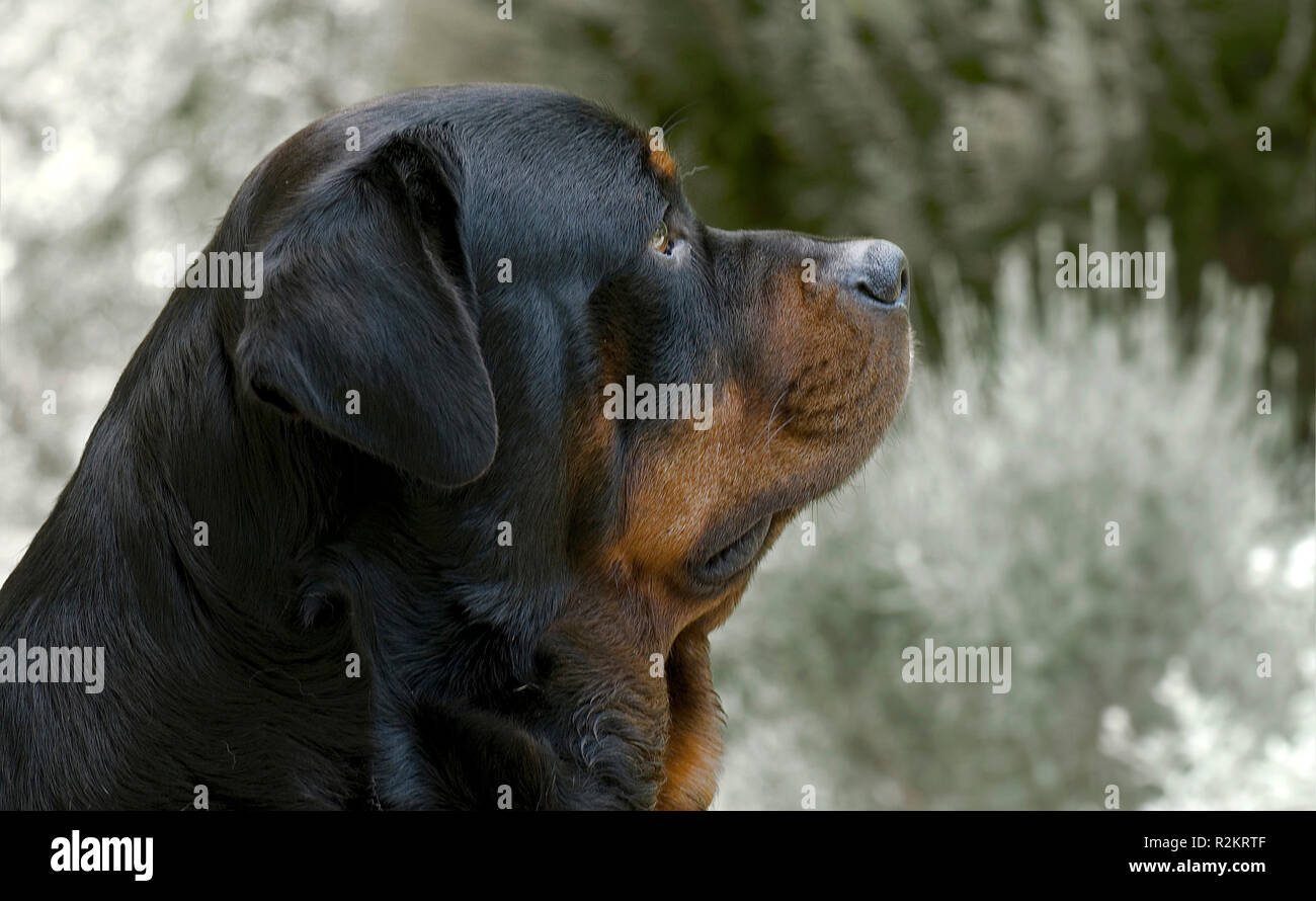 Rottweiler arrabbiato immagini e fotografie stock ad alta risoluzione ...