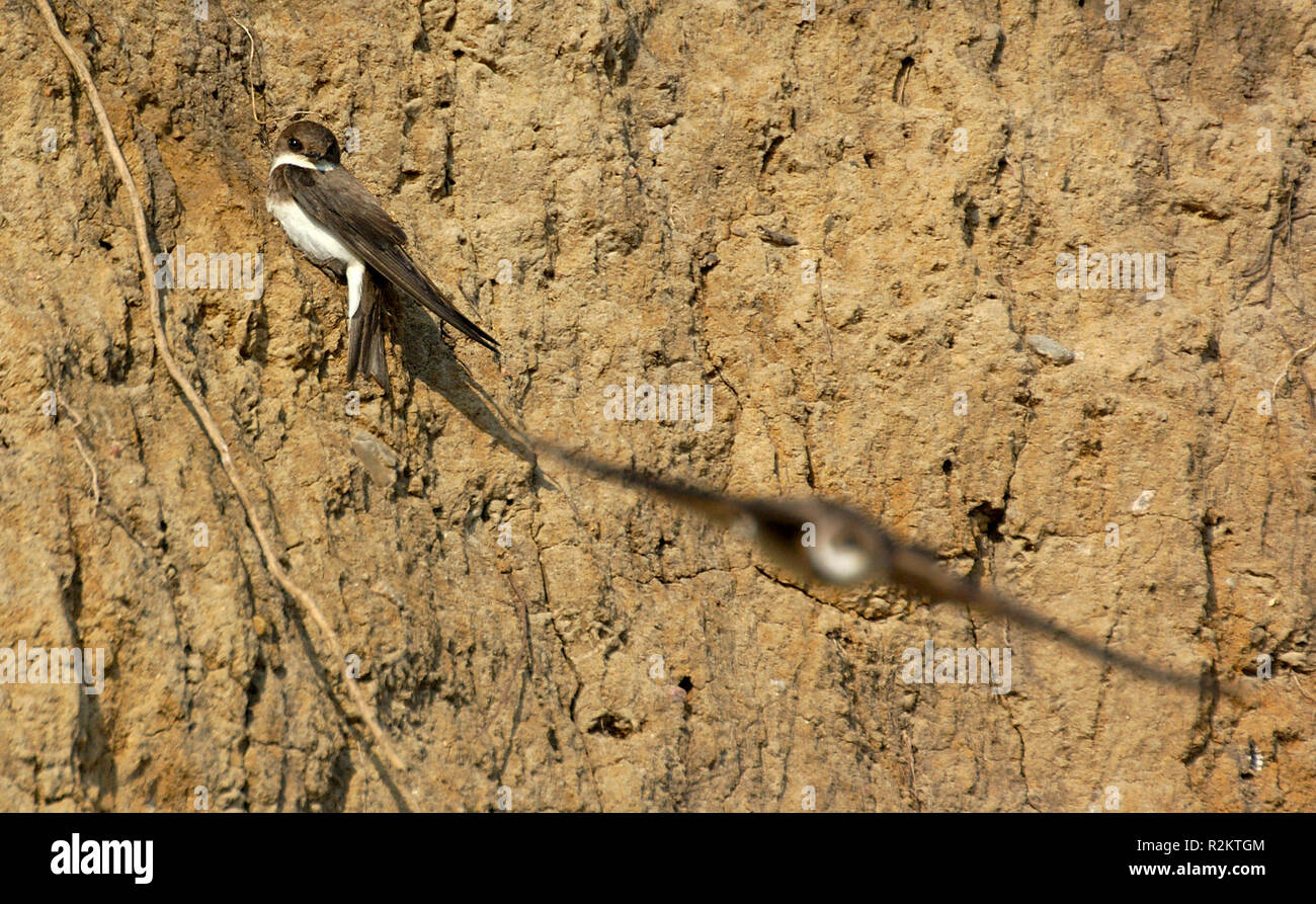 Rondini uccelli nido di animali immagini e fotografie stock ad alta ...