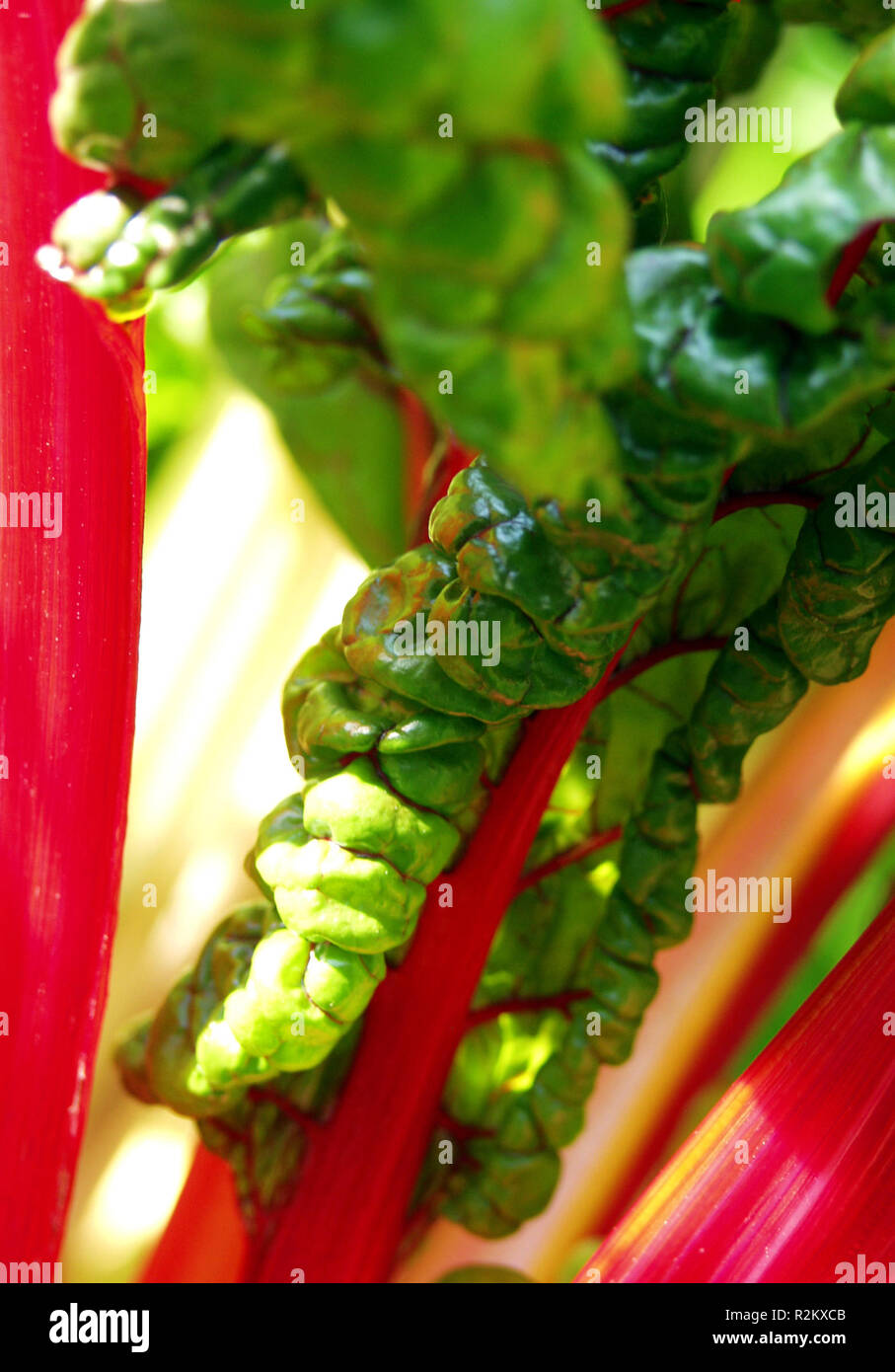 Beta vulgaris subsp vulgaris var vulgaris immagini e fotografie stock ...