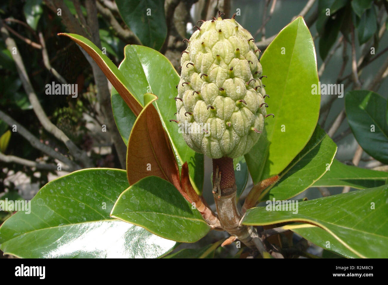 Frutto di una sempreverde magnolia magnolia grandiflora immagini e ...