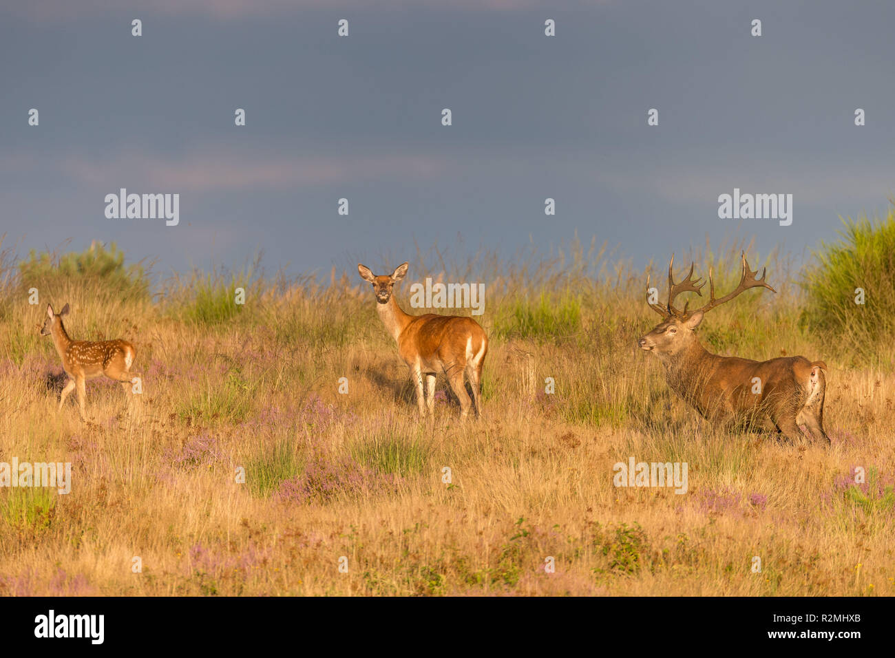 Stagione degli amori dei cervi rossi immagini e fotografie stock ad ...
