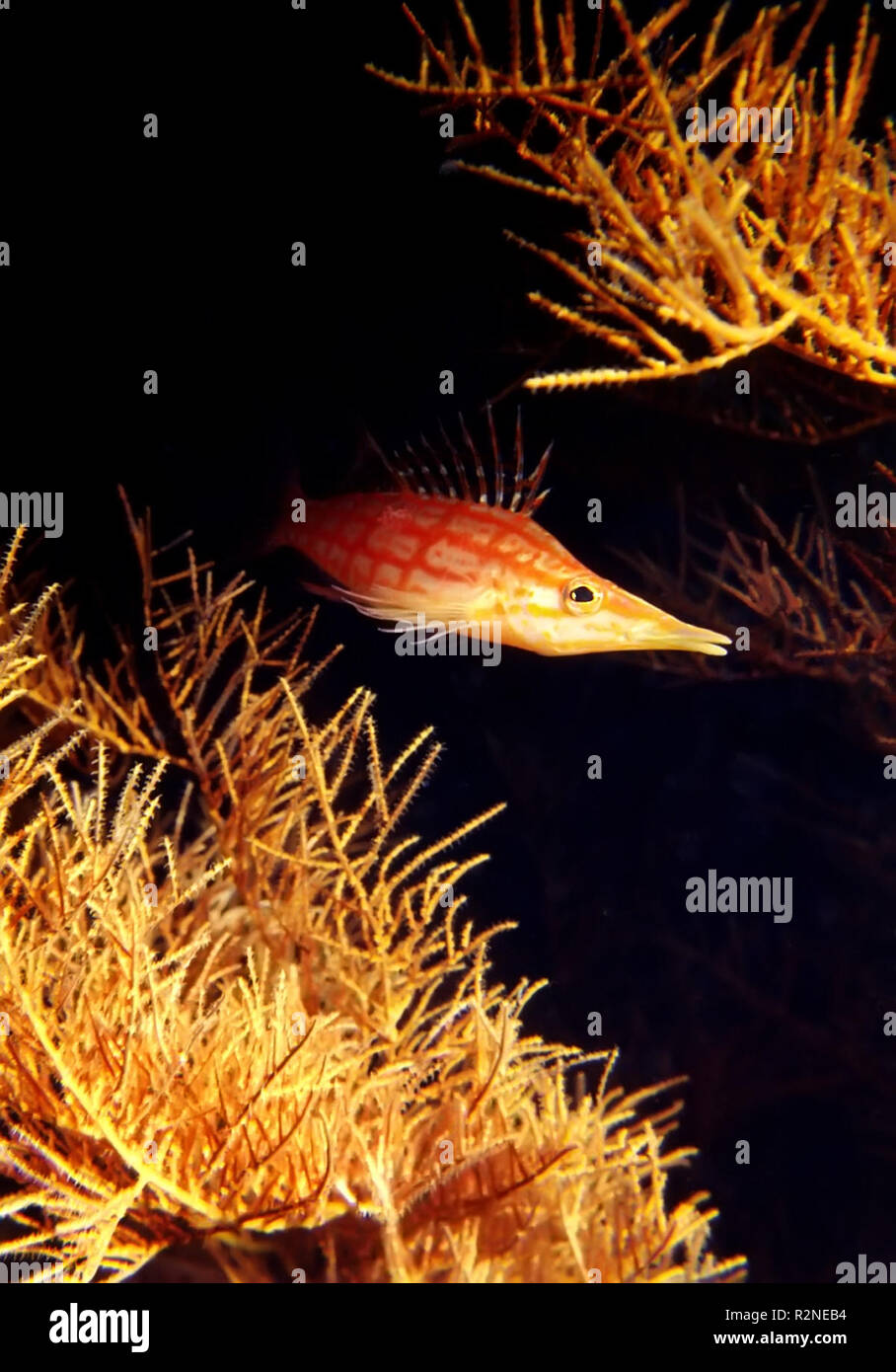 Pesce naso lungo immagini e fotografie stock ad alta risoluzione - Alamy
