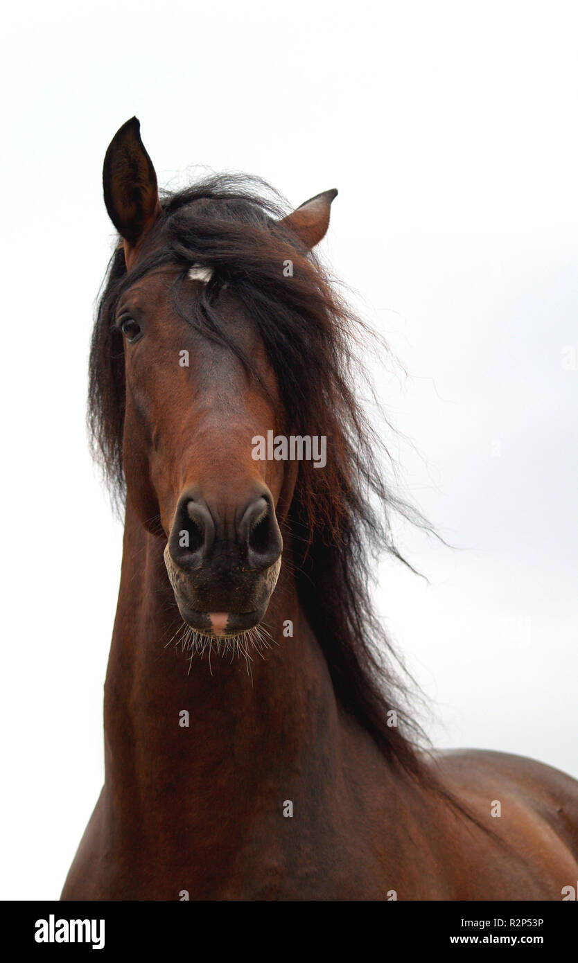 Ritratto andaluso di stallone nero immagini e fotografie stock ad alta ...