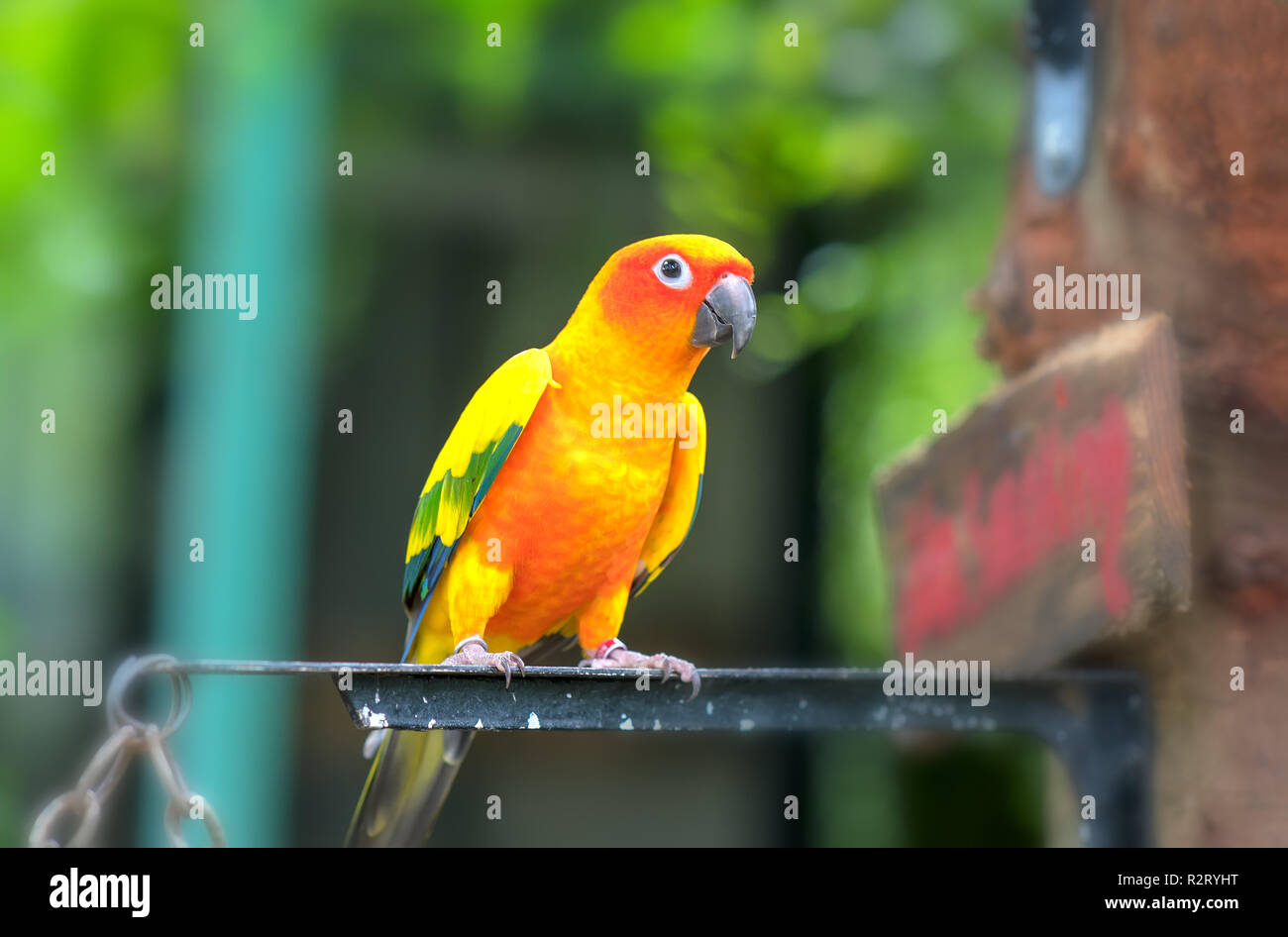 Animali Vertebrati Immagini e Fotos Stock - Alamy