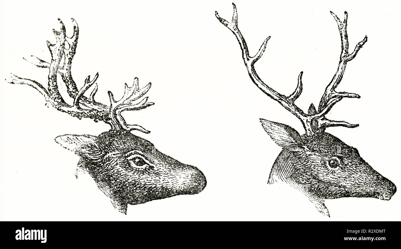 Orecchio di cervo immagine disegno immagini e fotografie stock ad alta ...