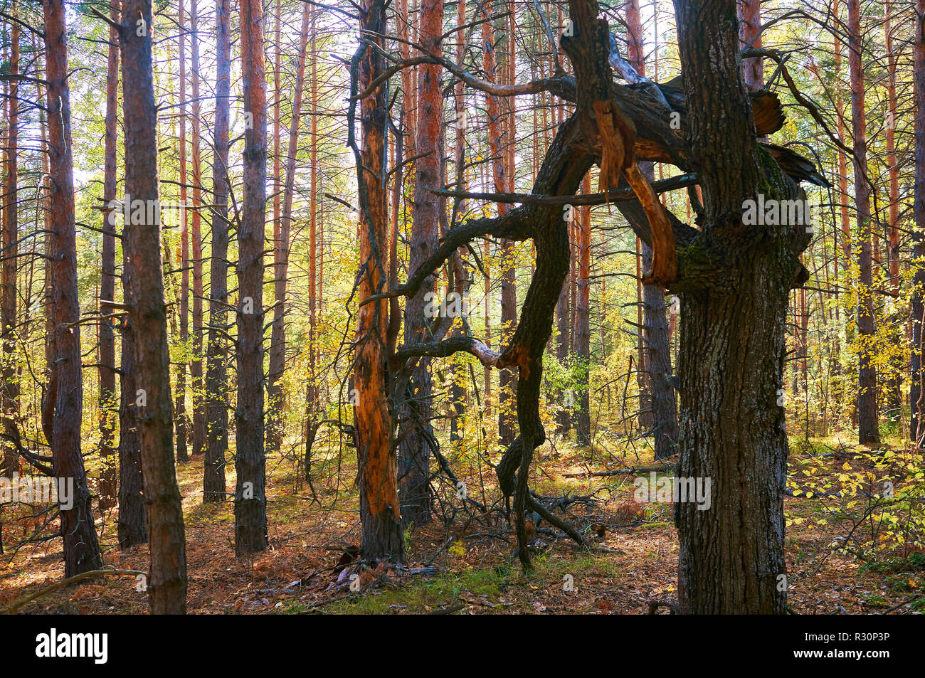Albero Morto In Legno Immagini e Fotos Stock - Alamy