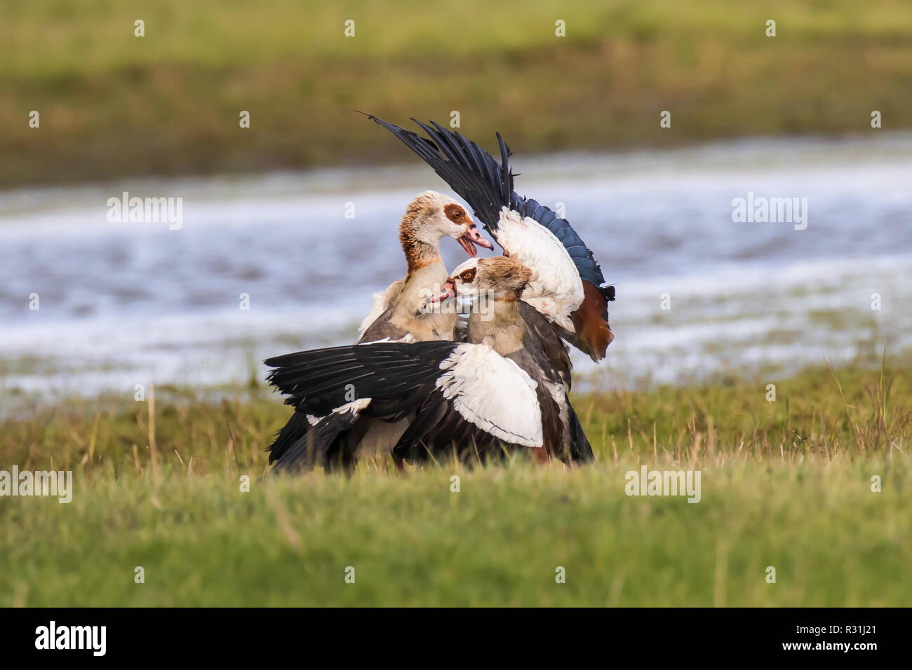Animali da combattimento immagini e fotografie stock ad alta ...