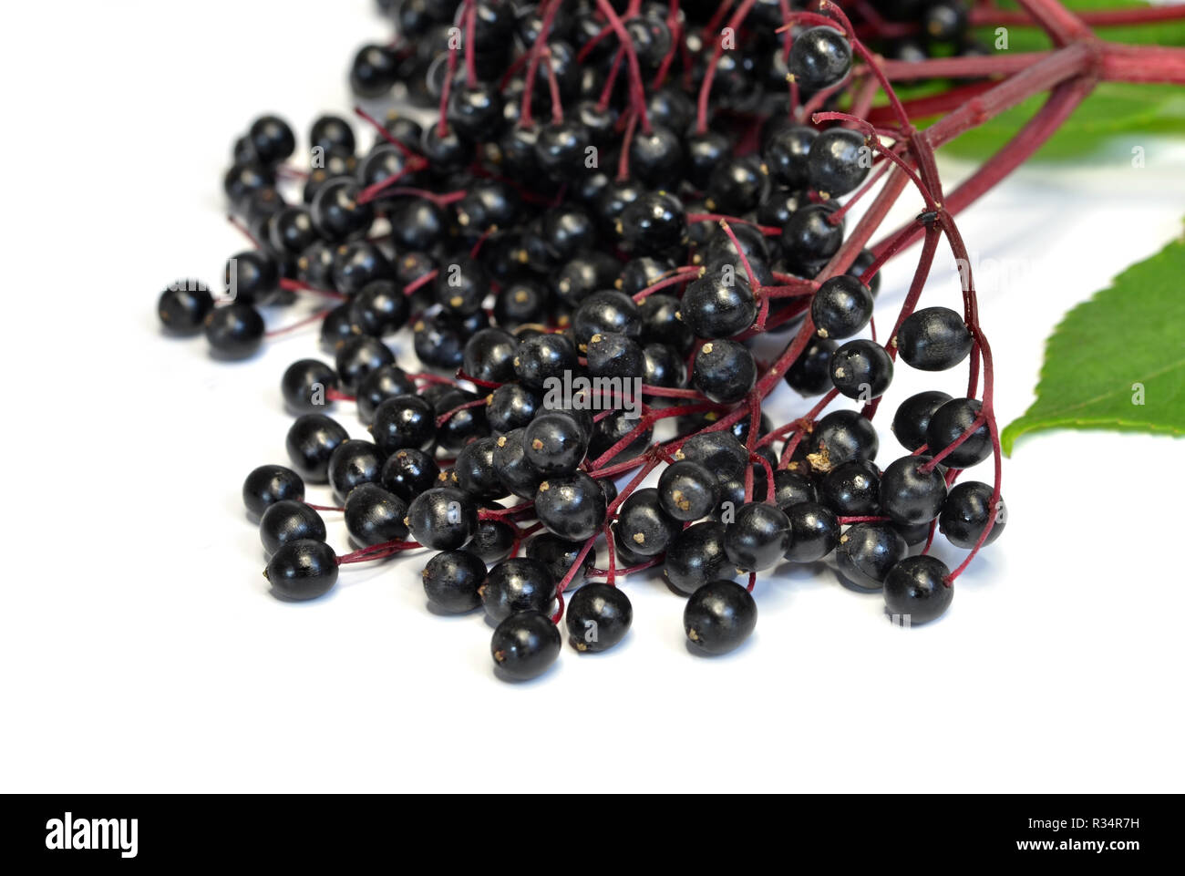 Siepe di sambuco immagini e fotografie stock ad alta risoluzione - Alamy