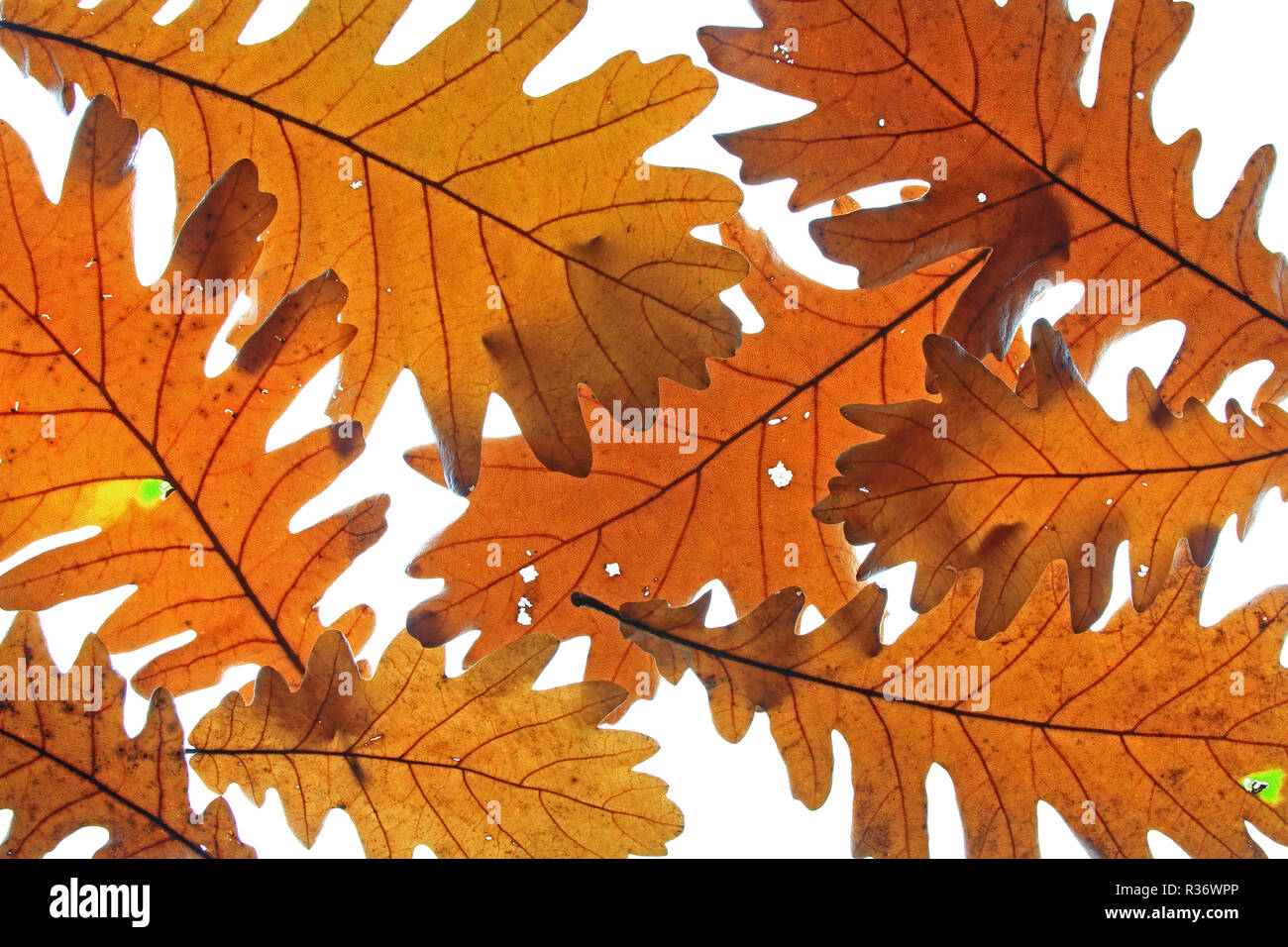 Quercus frainetto immagini e fotografie stock ad alta risoluzione - Alamy