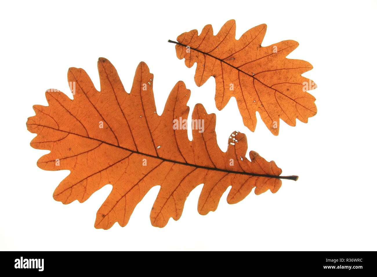 Quercus frainetto immagini e fotografie stock ad alta risoluzione - Alamy