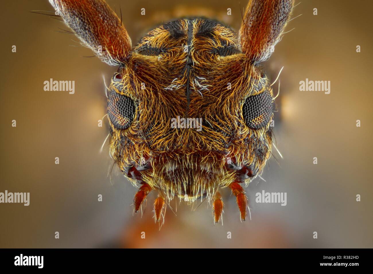 Anatomia degli insetti immagini e fotografie stock ad alta risoluzione ...