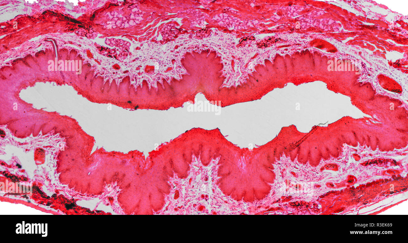 Epithelium micrograph immagini e fotografie stock ad alta risoluzione ...