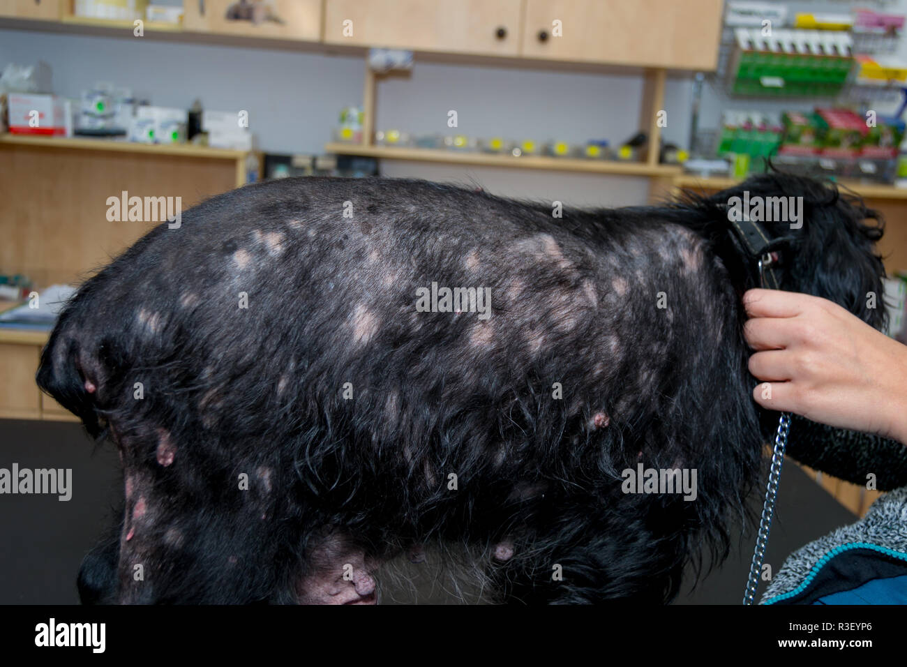 Dermatite atopica canina immagini e fotografie stock ad alta ...