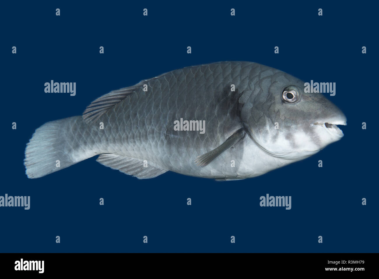 Pesce pappagallo europeo immagini e fotografie stock ad alta ...