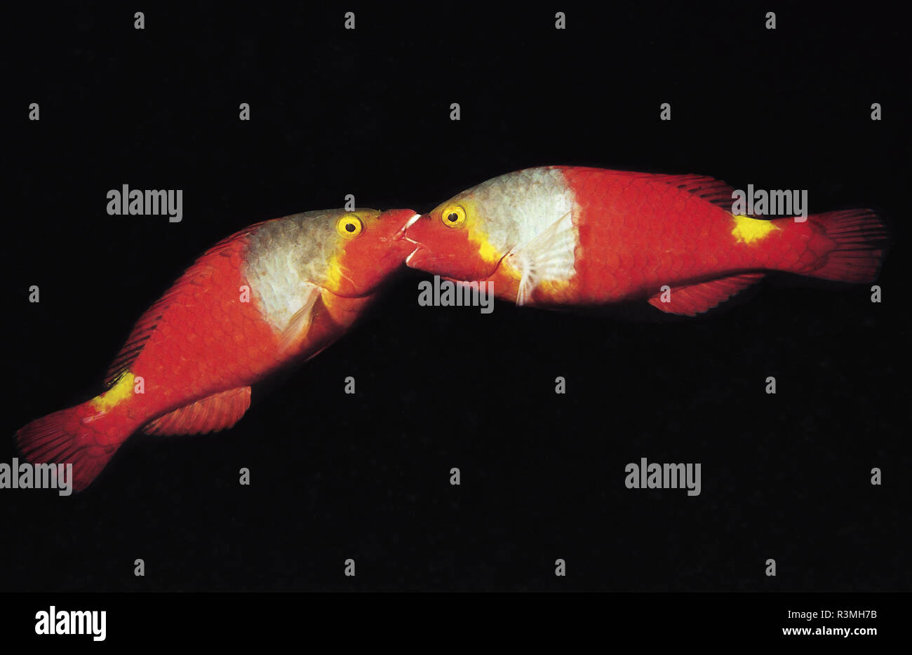 Pesce pappagallo europeo immagini e fotografie stock ad alta ...