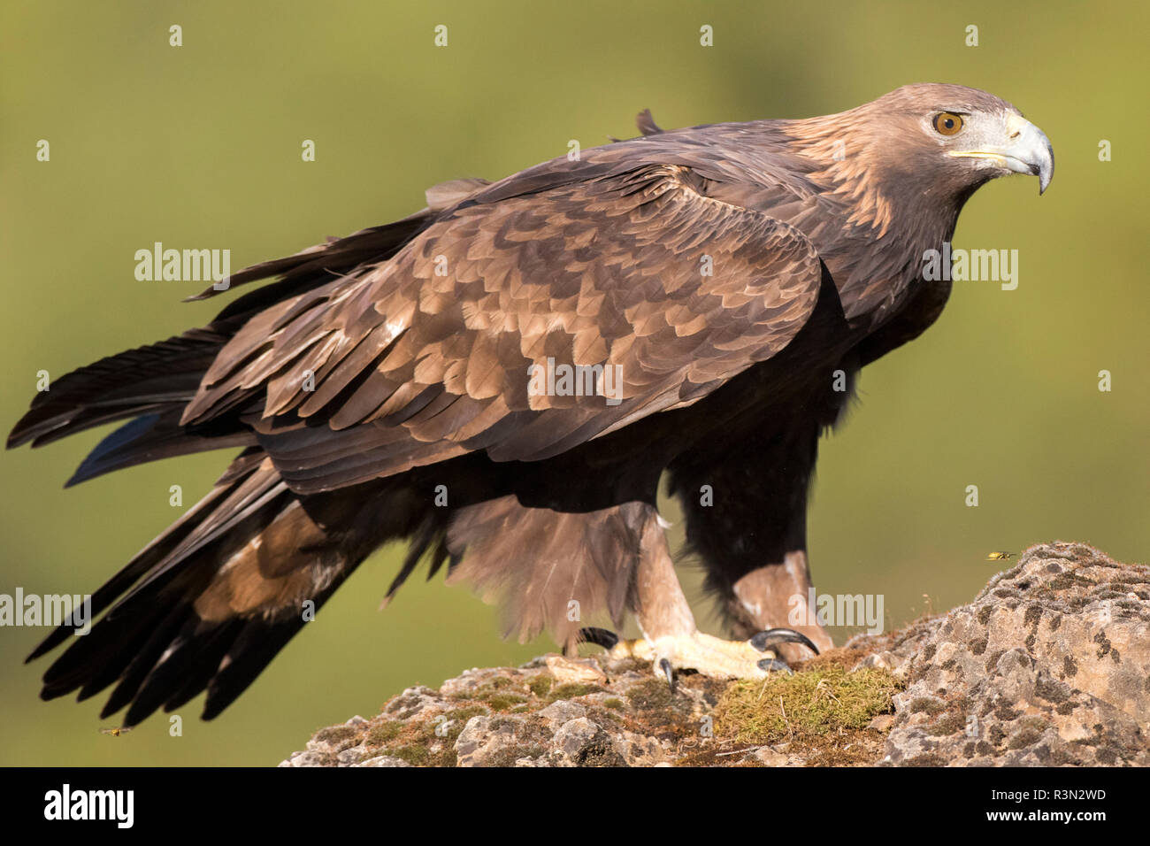 Golden eagle aquila chrysaetos adults immagini e fotografie stock ad ...