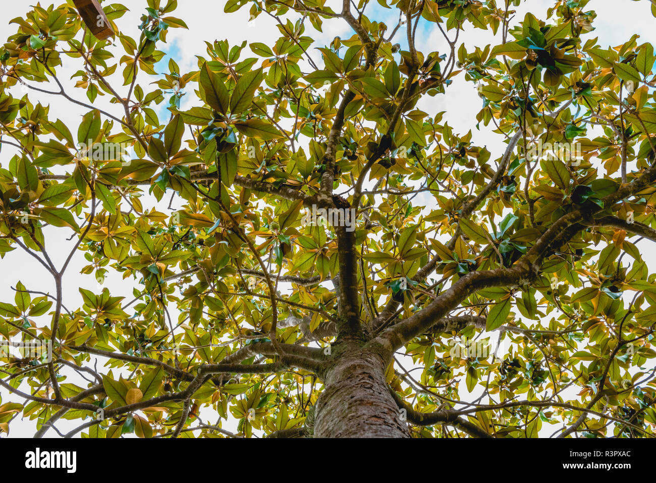 Albero di balsa immagini e fotografie stock ad alta risoluzione - Alamy