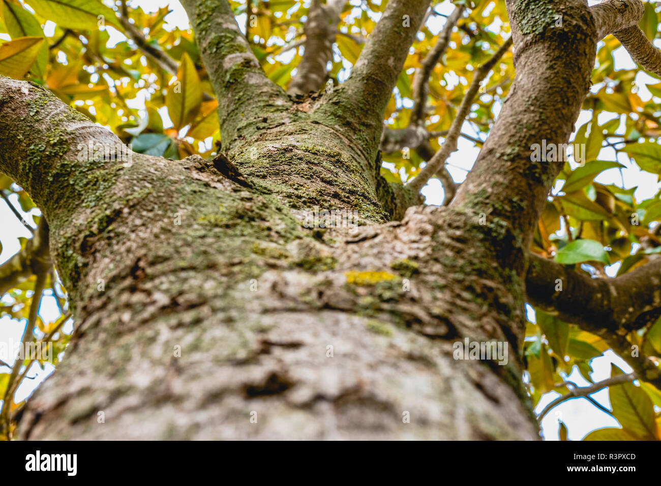 Albero di balsa immagini e fotografie stock ad alta risoluzione - Alamy