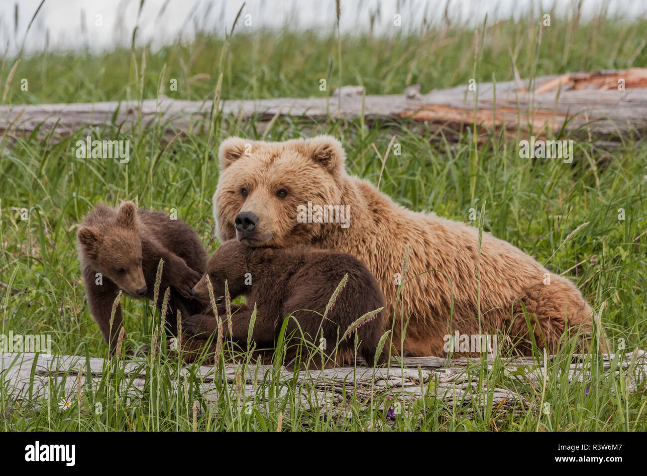 Orso della madre che riposa con i cuccioli immagini e fotografie stock ...