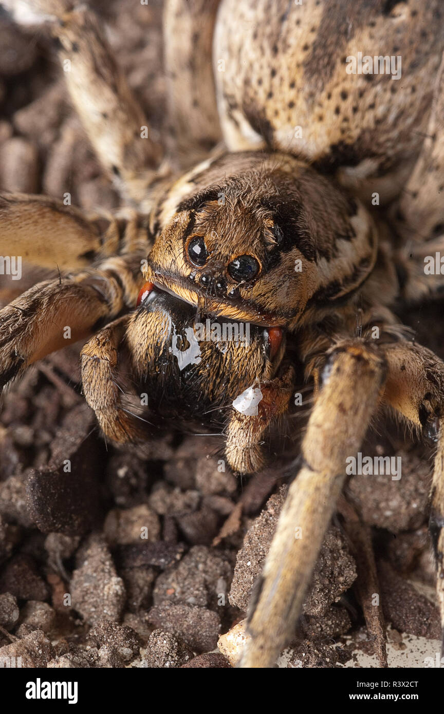 Wolf spider lycosa lycosidae immagini e fotografie stock ad alta ...