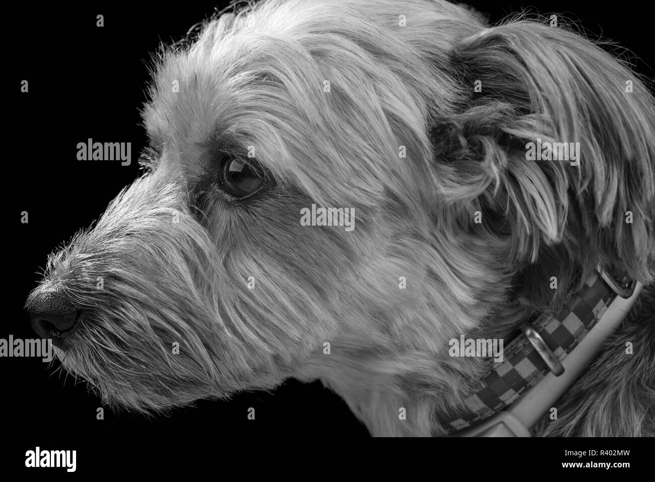 Animali da compagnia animali da compagnia cane cani animali animali ...