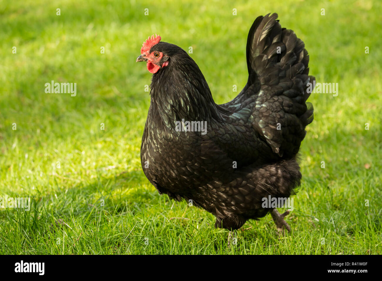 Gallina australorp immagini e fotografie stock ad alta risoluzione - Alamy