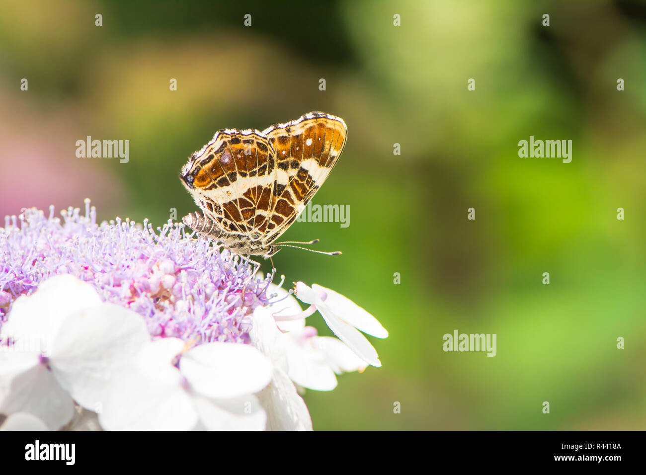 La mappa su farfalla immagini e fotografie stock ad alta risoluzione ...