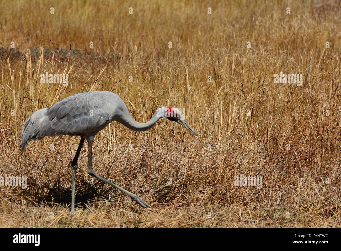 Gru australiana immagini e fotografie stock ad alta risoluzione - Alamy