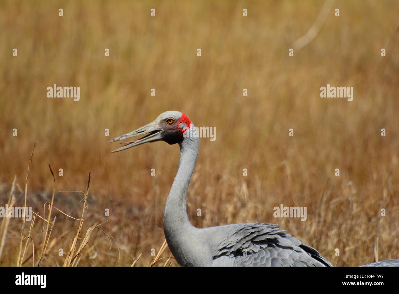 Gru australiana immagini e fotografie stock ad alta risoluzione - Alamy