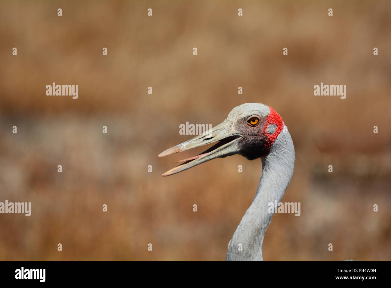 Gru australiana immagini e fotografie stock ad alta risoluzione - Alamy