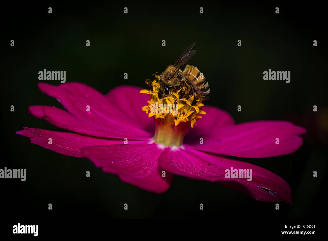 Ape sulla fauna immagini e fotografie stock ad alta risoluzione - Alamy