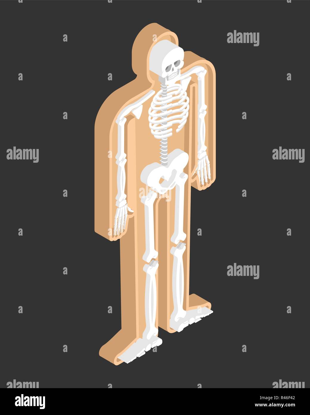 Anatomia Del Corpo Umano Ossa Il Mega Atlante Del Corpo Umano