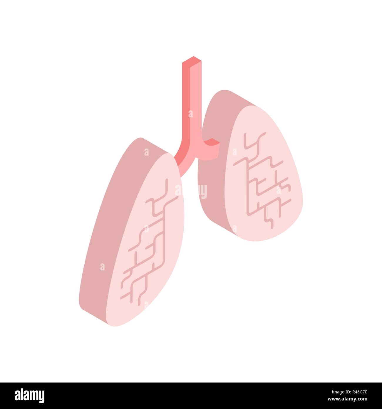 Polmoni isolati isometrica. Organo interno 3D. anatomia del corpo umano ...