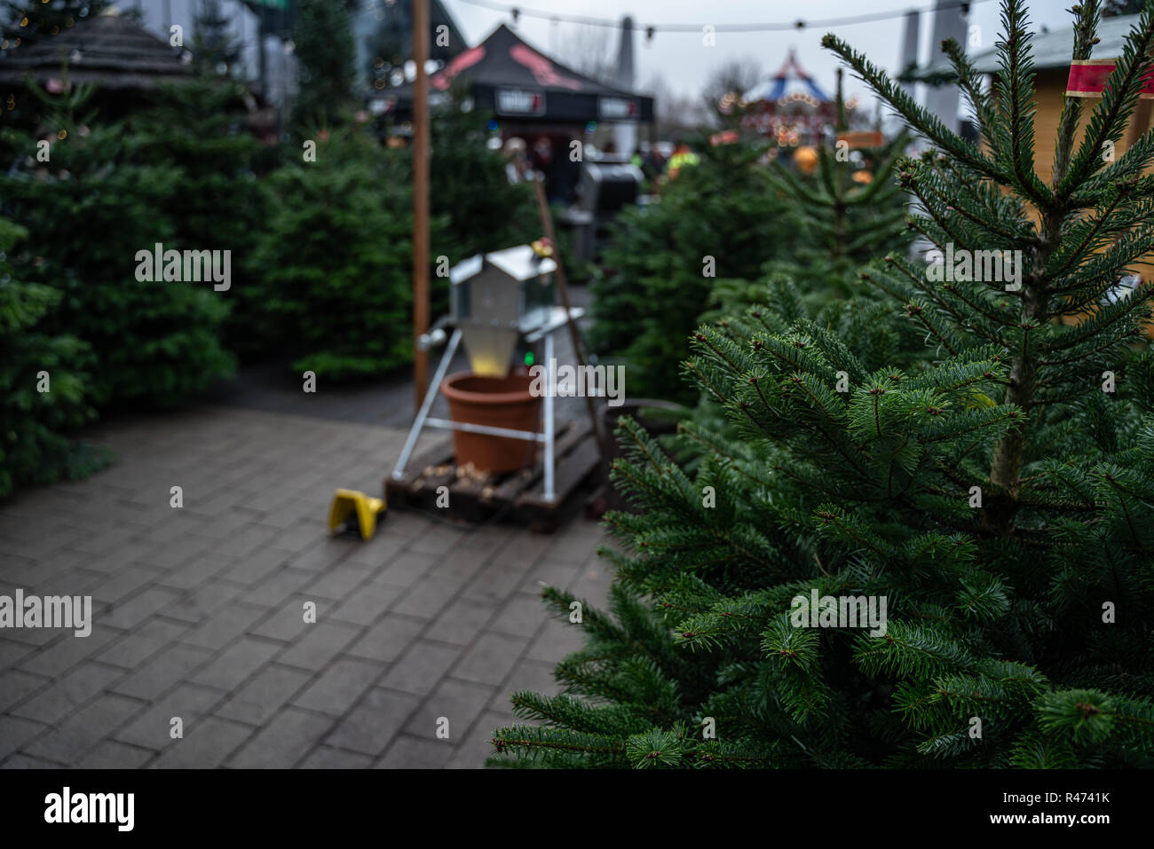 Alberi di natale in vaso immagini e fotografie stock ad alta ...