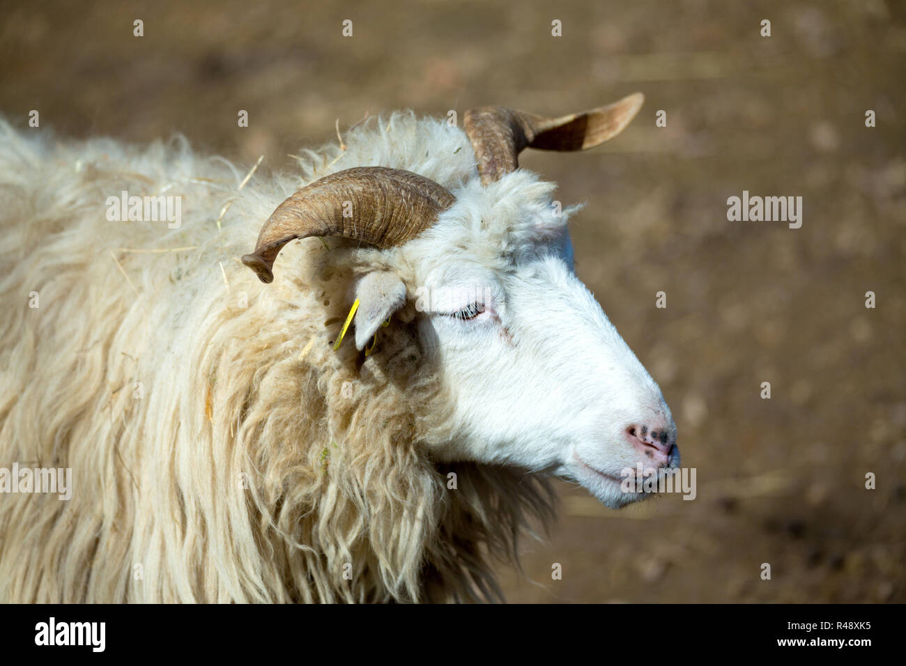Pecora cornuta del dorset immagini e fotografie stock ad alta ...