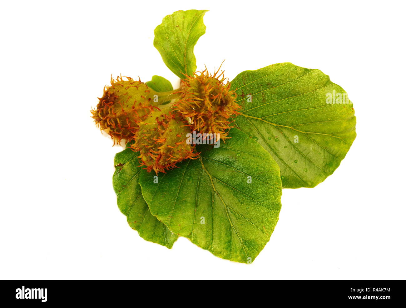 Seme di faggio Immagini senza sfondo e Foto Stock ritagliate - Alamy