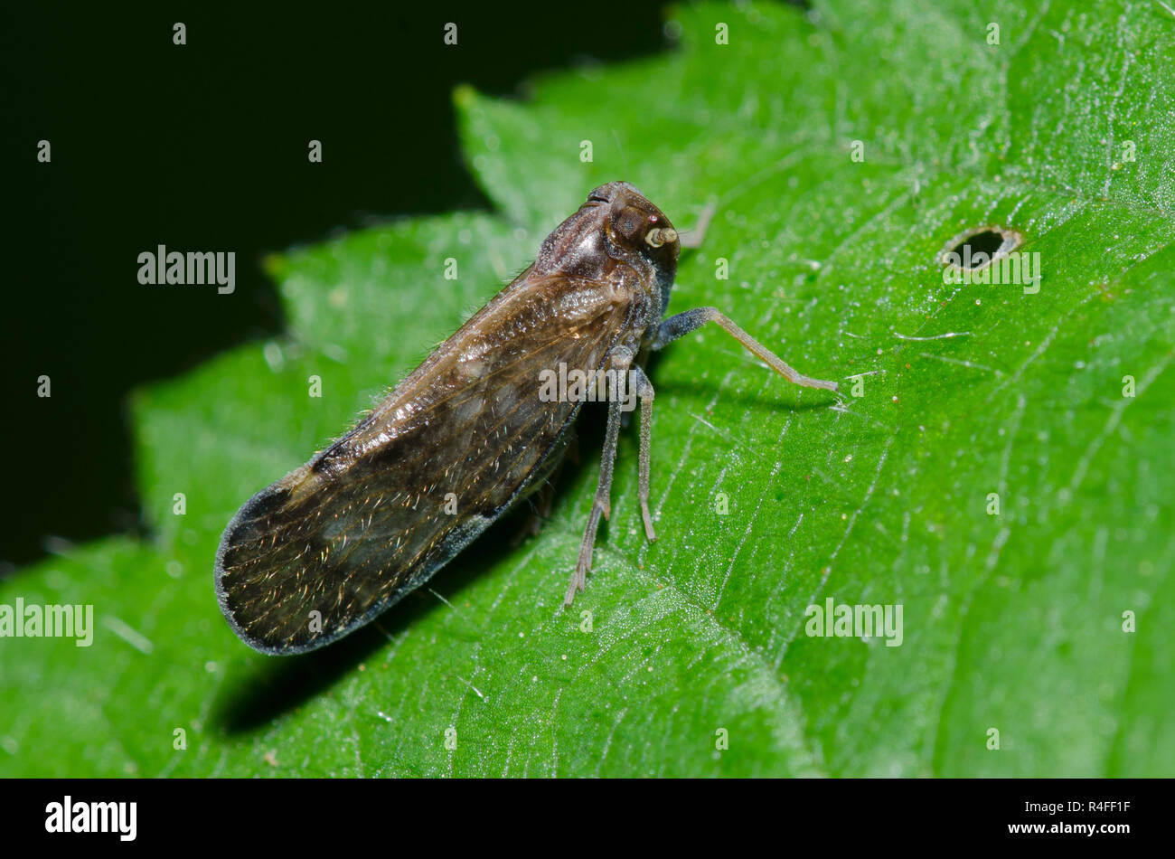 Famiglia cixiidae immagini e fotografie stock ad alta risoluzione - Alamy