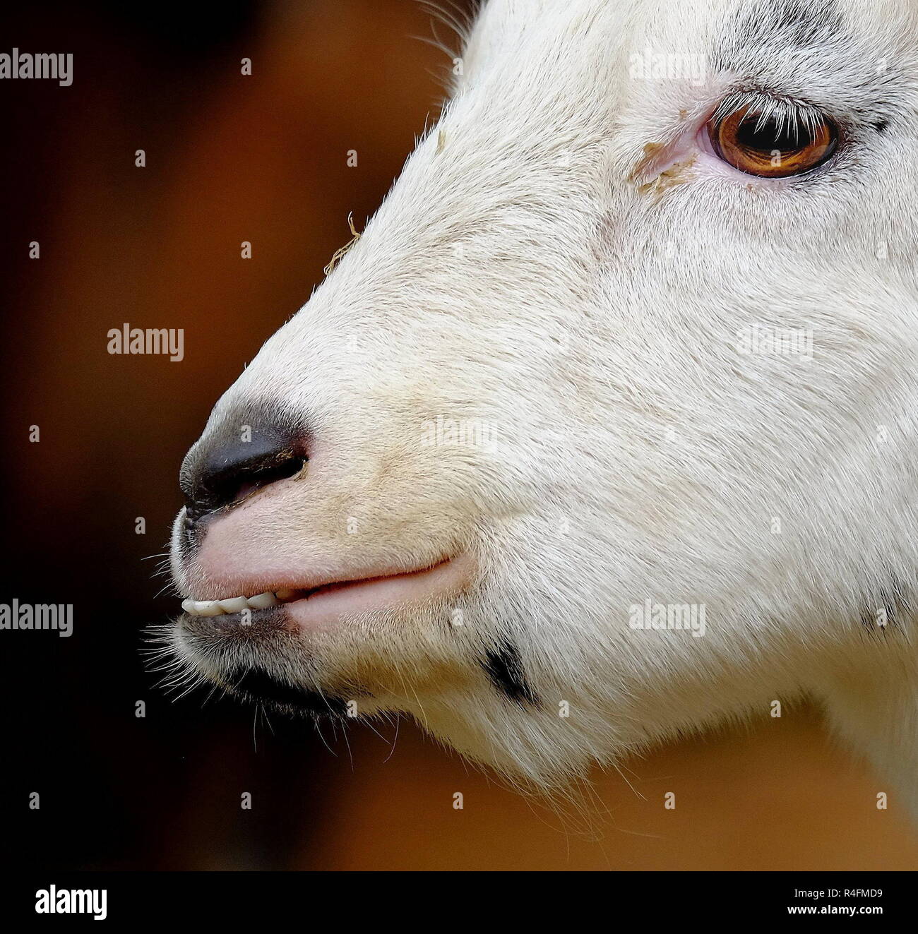 Denti di capra immagini e fotografie stock ad alta risoluzione - Alamy