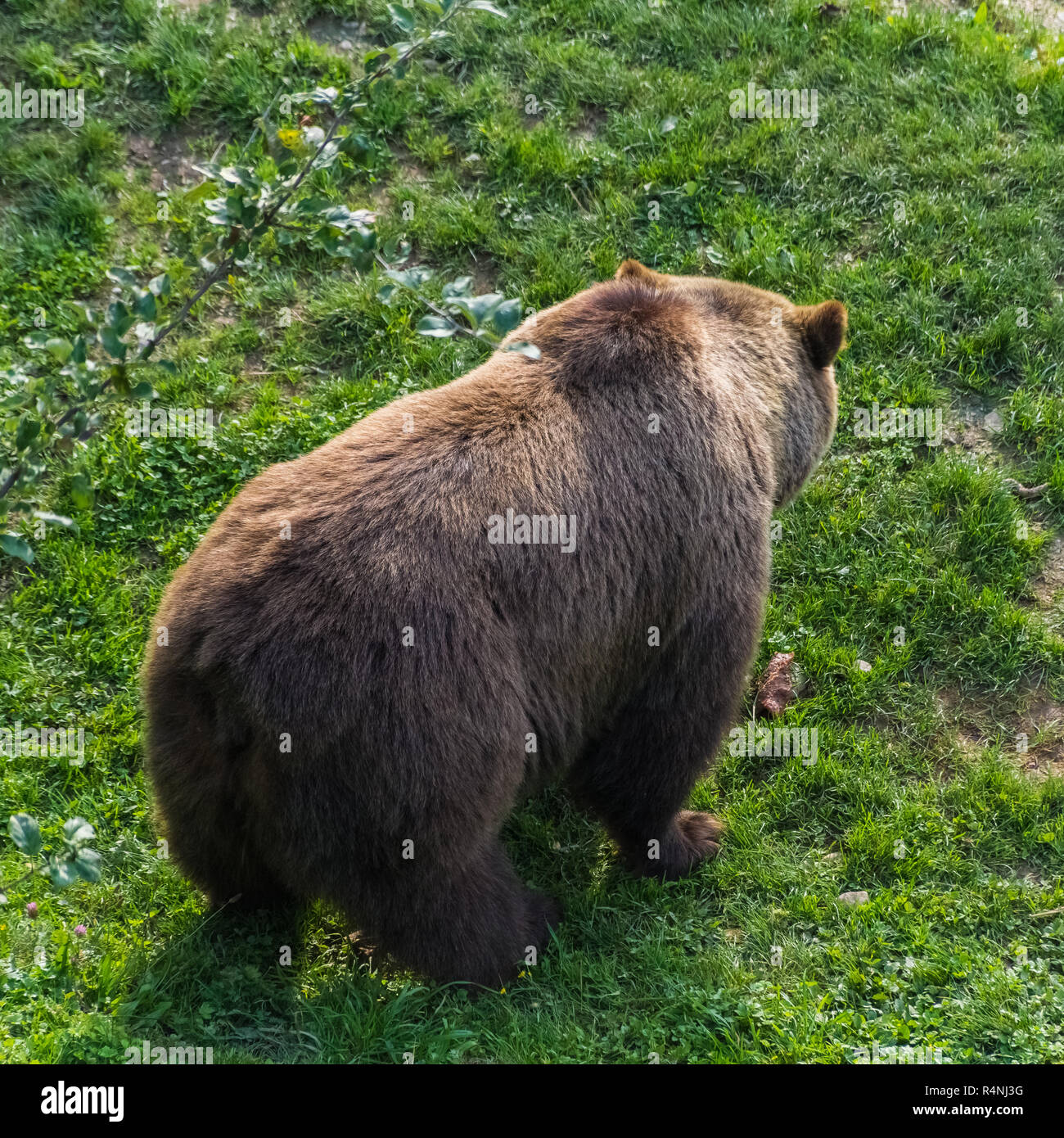 Bella orso bruno nella fossa degli orsi di Berna, Svizzera Foto stock ...